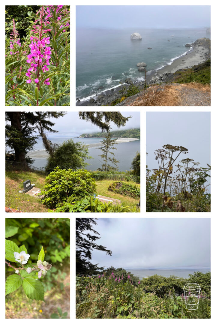 Visiting Redwood National Park & State Parks | Coffee With Us 3