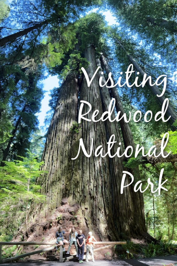 Visiting Redwood National Park & State Parks | Coffee With Us 3
